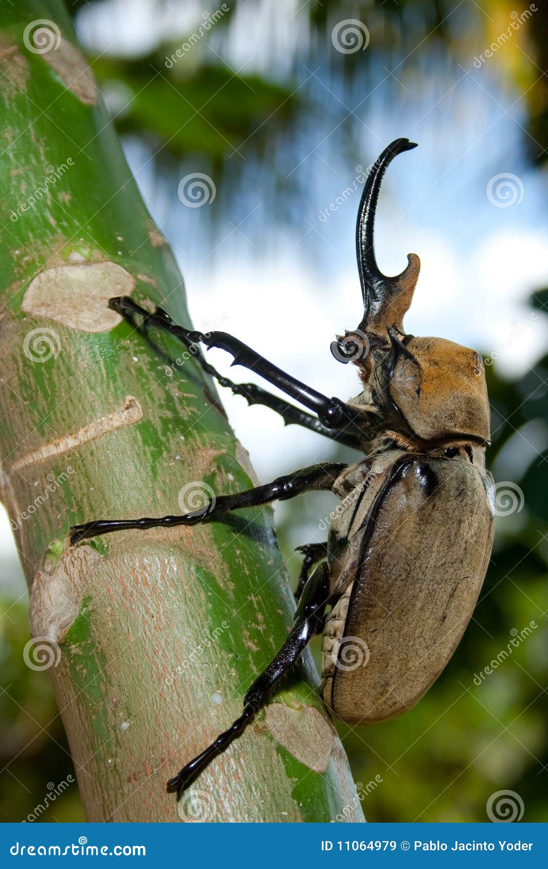 The Great Elephant Beetle stock image. Image of shell - 11064979