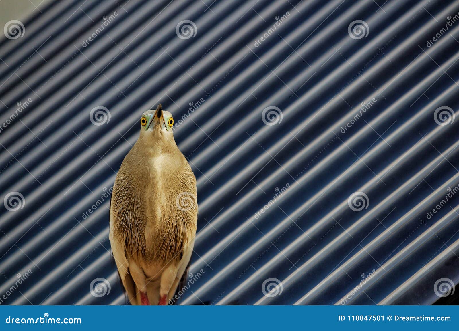 The great Erget stock image. Image of statue, erget - 118847501