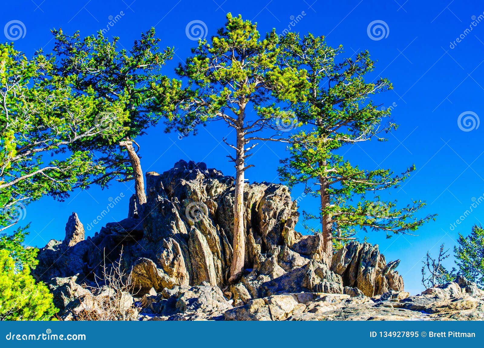 Tree Growing Out of Rocks stock image. Image of nature - 134927895