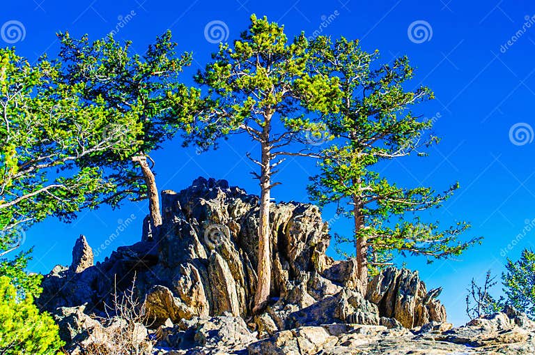 Tree Growing Out of Rocks stock image. Image of nature - 134927895
