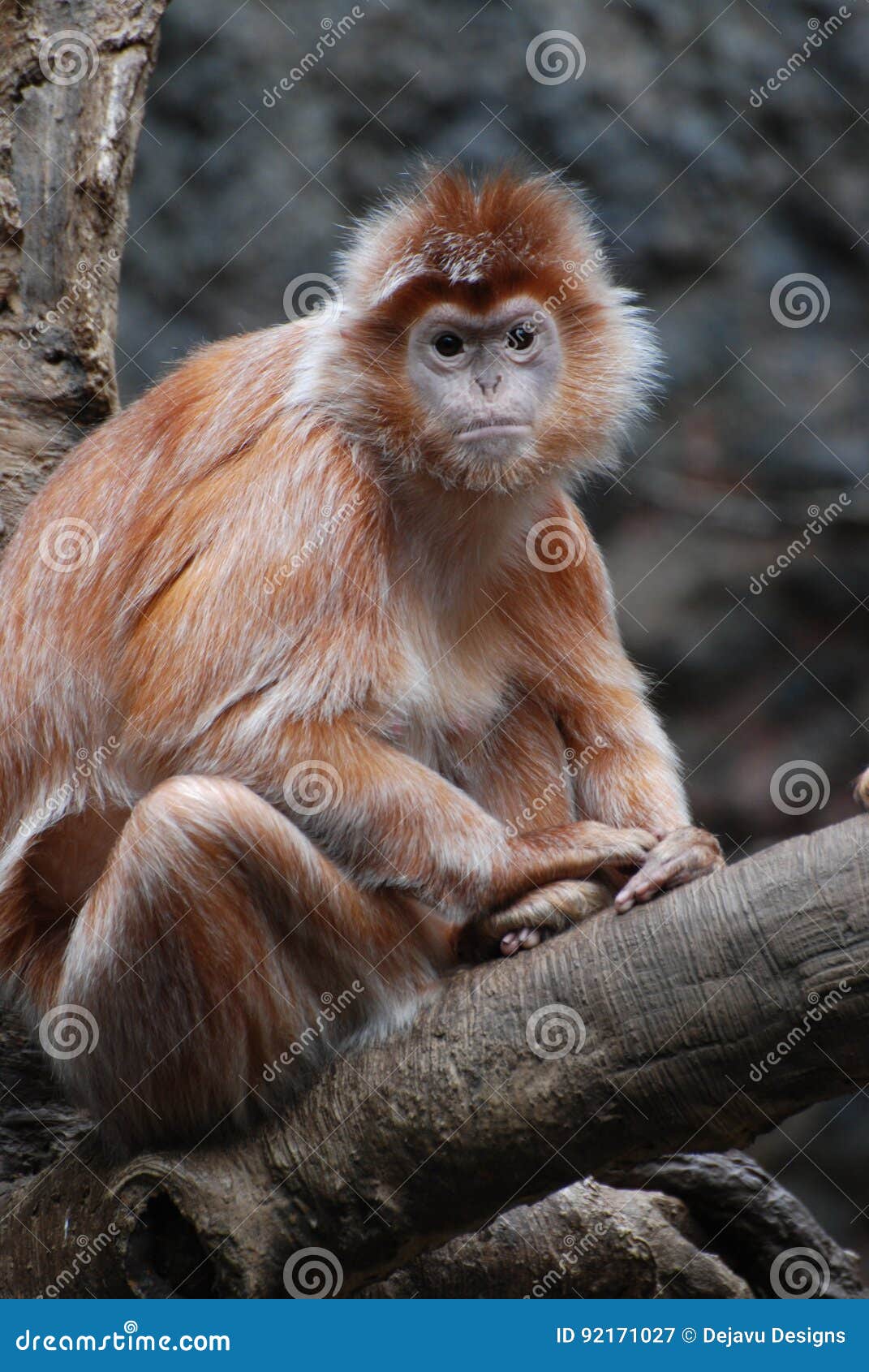 Really Great Face of a Javan Lutung Monkey Stock Image - Image of ...