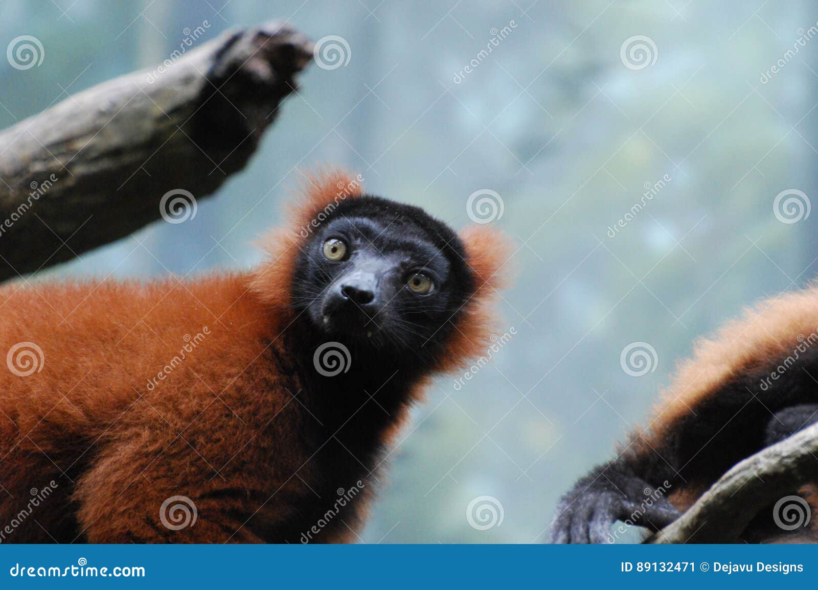 Really Great Face of a Red Ruffed Lemur Stock Image - Image of lemur ...