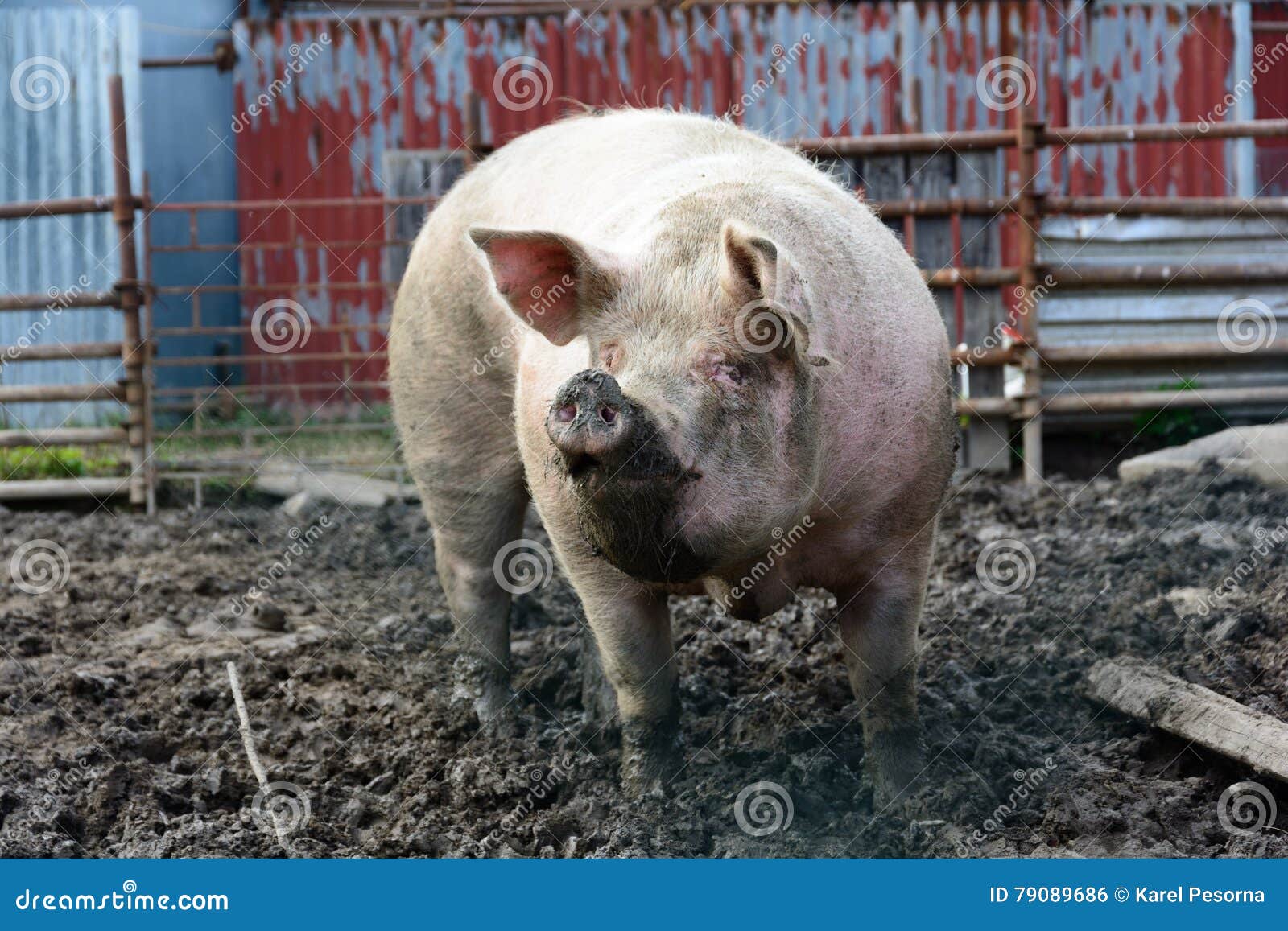 Great fattened pig stock photo. Image of farm, life, barn - 79089686