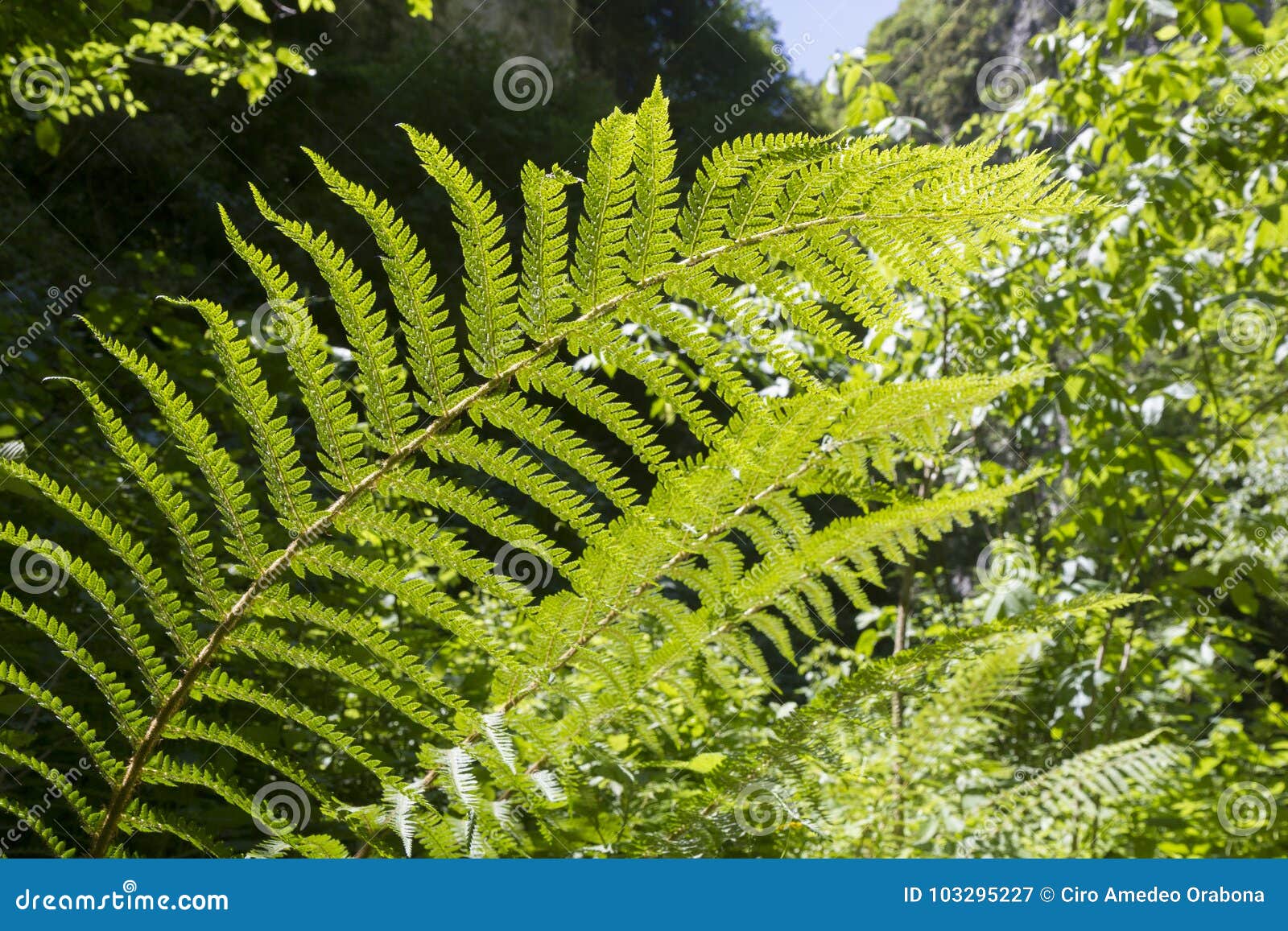 Great fern stock image. Image of mountain, garden, stone - 103295227