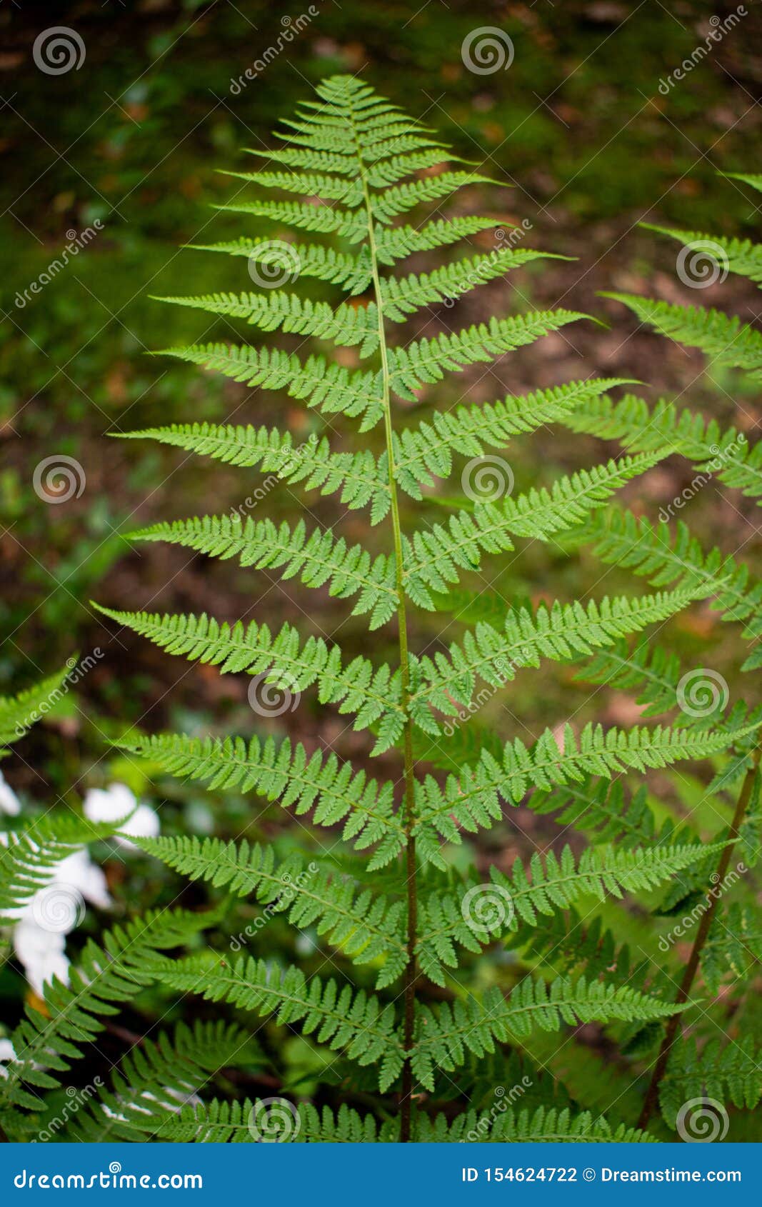 A great fern stock photo. Image of nature, leaves, bench - 154624722