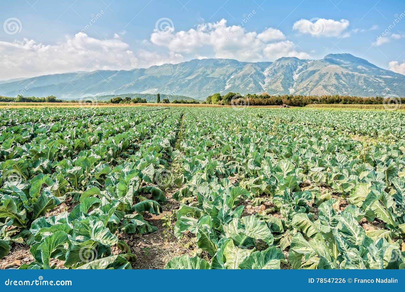 Great Field of Broccoli on a Summer Day. Stock Photo - Image of ...