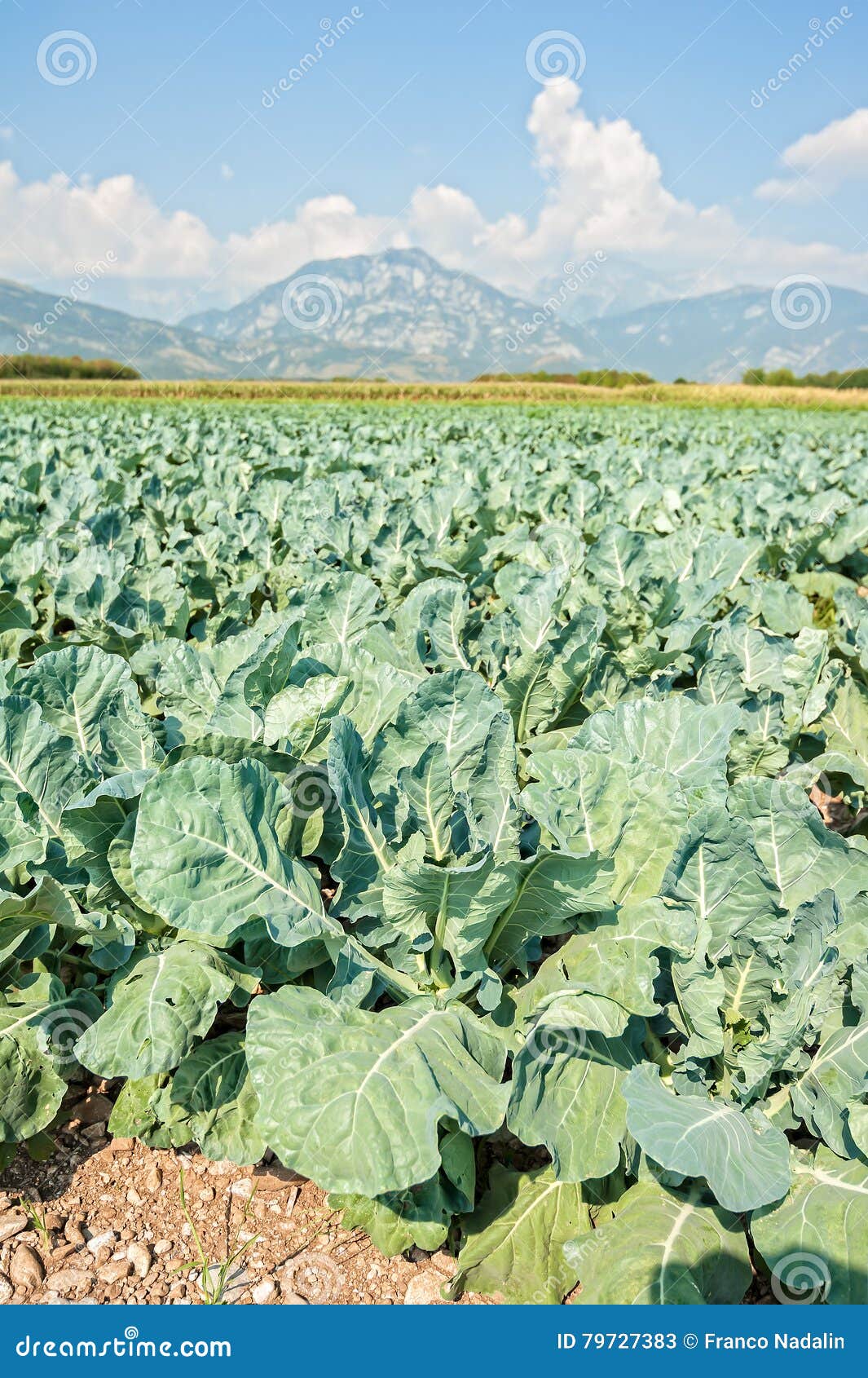 Great Field of Broccoli on a Summer Day. Stock Image - Image of plant ...