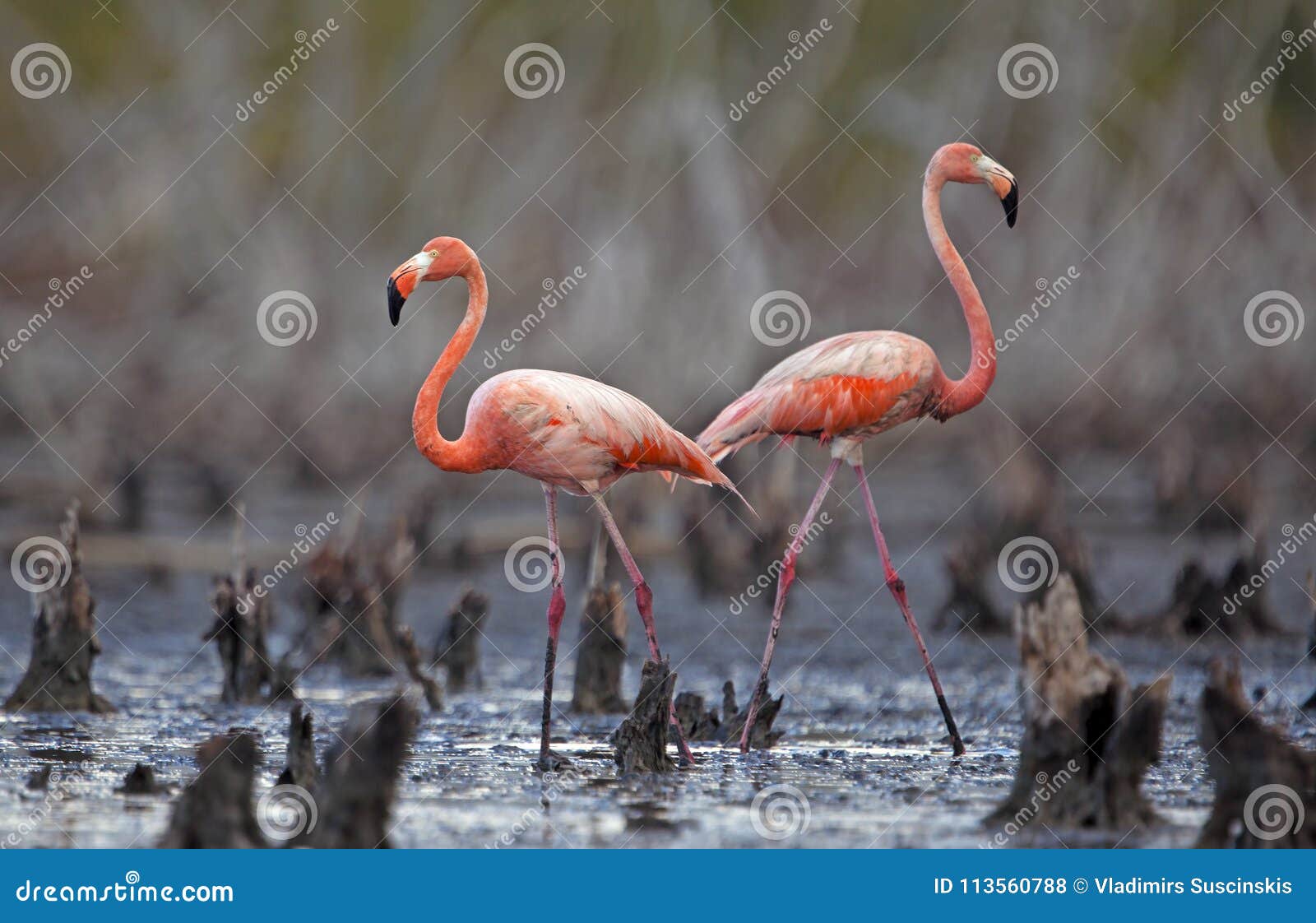 Great flamingo cuba stock photo. Image of feathers, africa - 113560788
