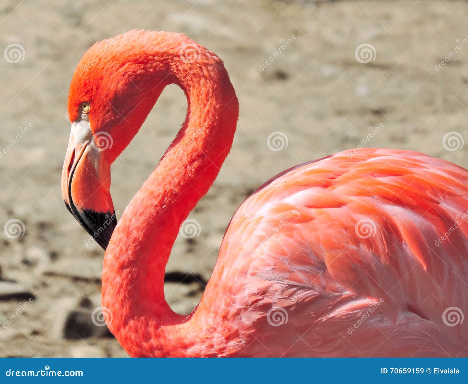 Great flamingo stock image. Image of portrait, orange - 70659159