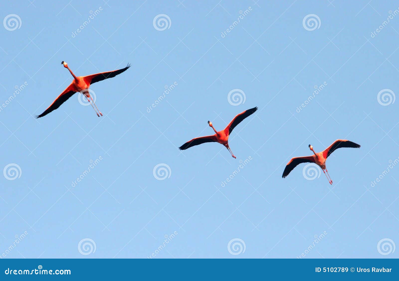 Great flamingos Flying stock image. Image of elegant, landscape - 5102789