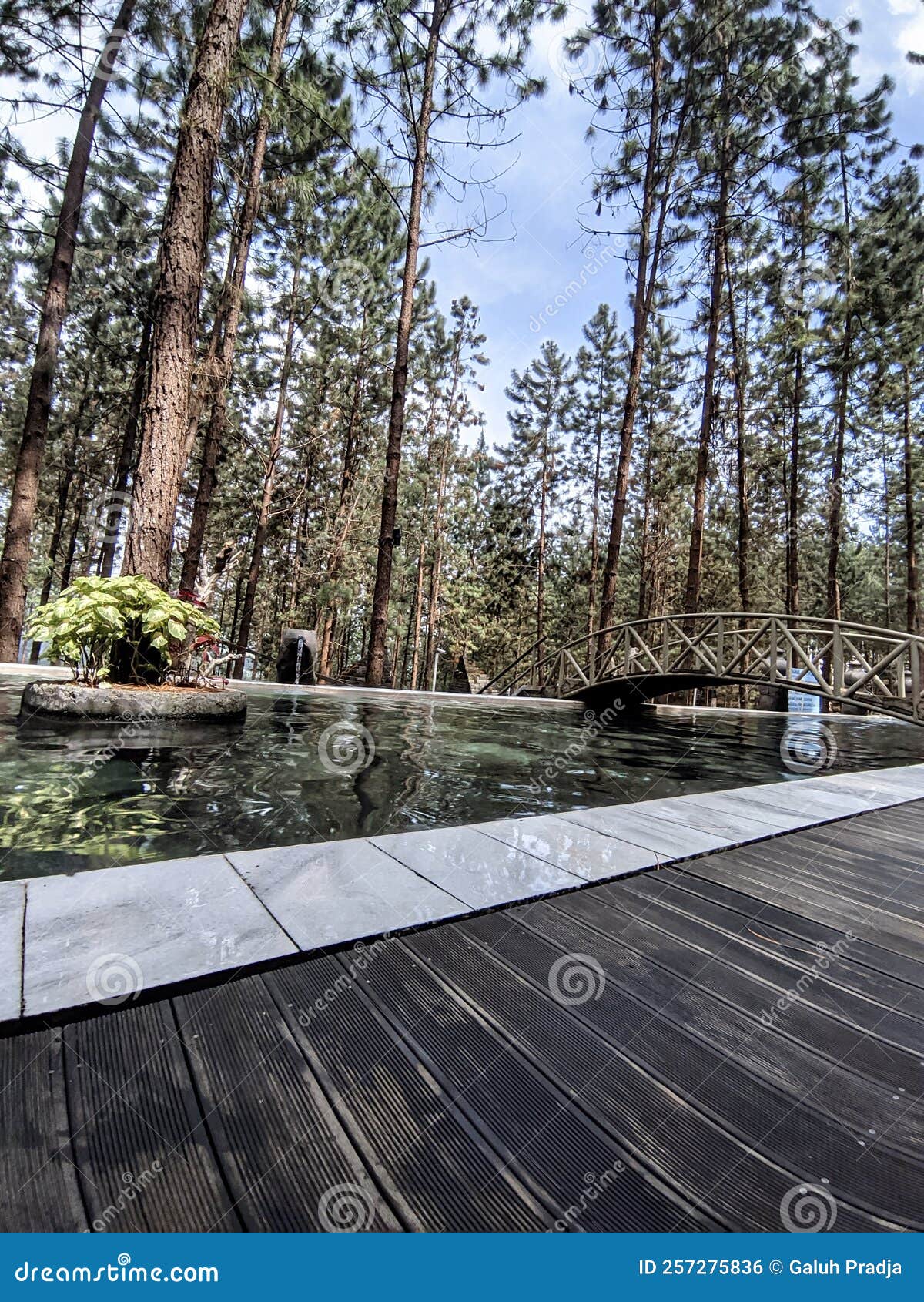 Great forest pool stock photo. Image of iron, great - 257275836