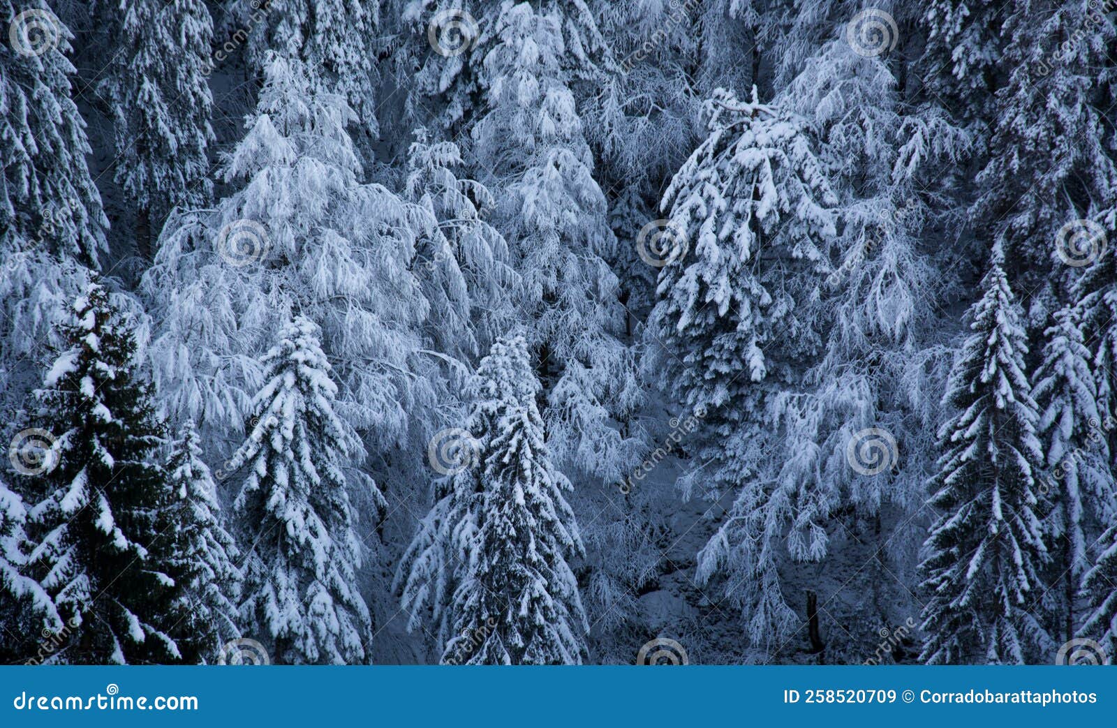 The Great Forests of the Snow-capped Mountains in the Cold of Winter ...