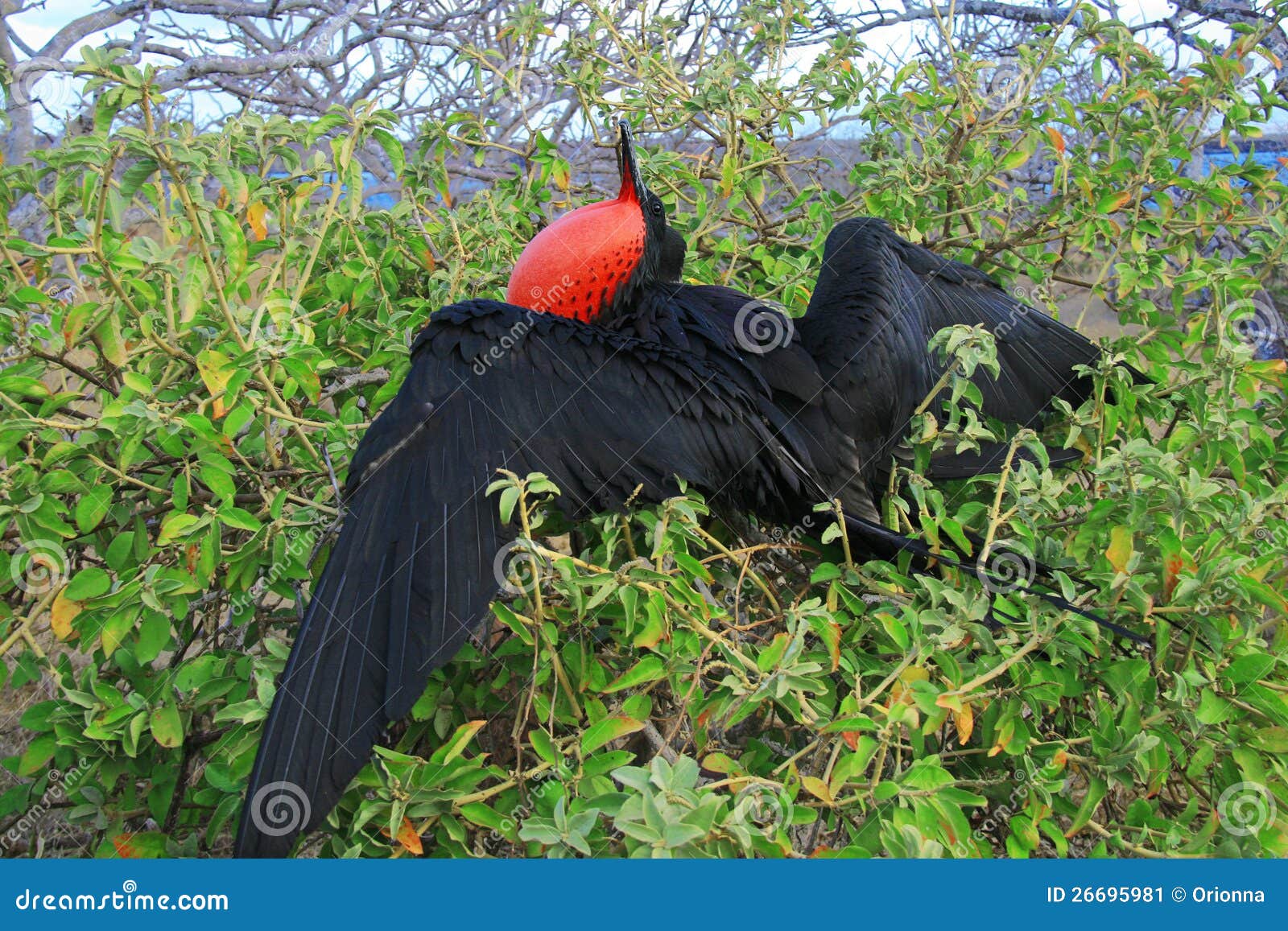 Great Frigate Bird during Its Mating Ritual Stock Image - Image of ...