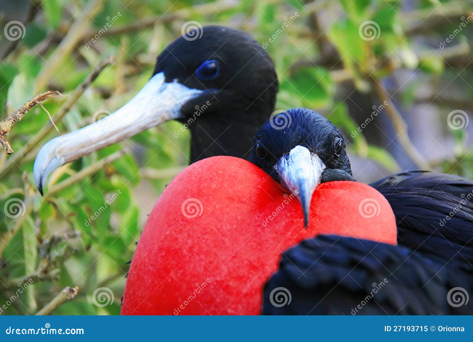 Great Frigate Bird during Its Mating Ritual Stock Image - Image of ...