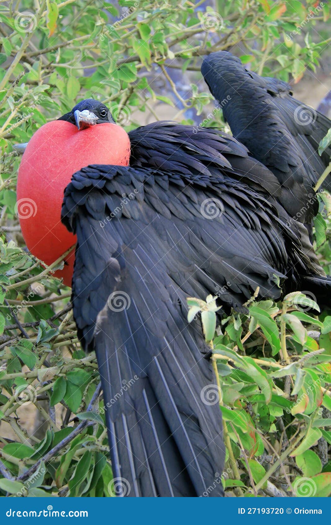 Great Frigate Bird During Its Mating Ritual Royalty-Free Stock ...