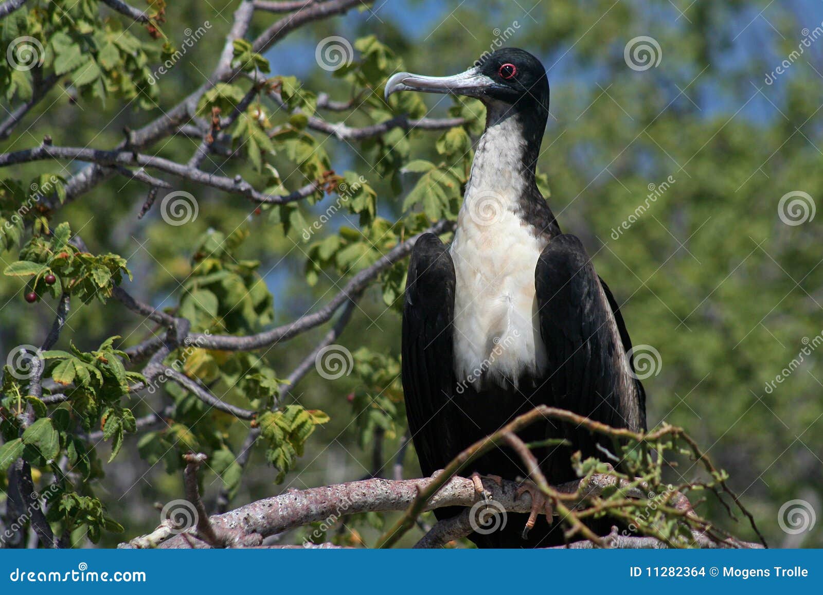 Great Frigatebird Female, Galapagos Stock Photo - Image of seymour ...