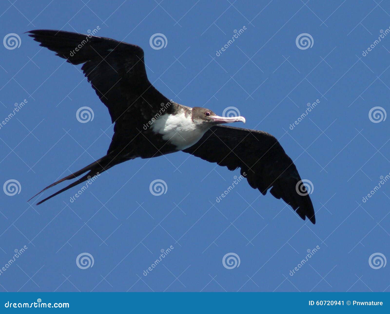 Great Frigatebird in Flight Stock Image - Image of outdoors, wildlife ...