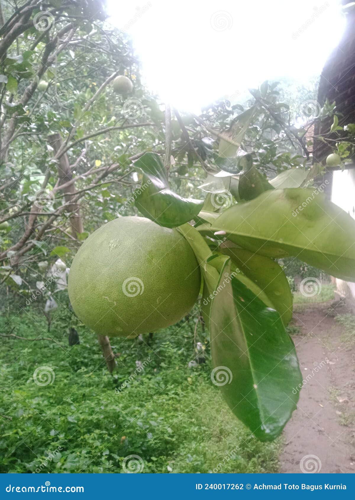 A great fruit stock photo. Image of agriculture, branch - 240017262