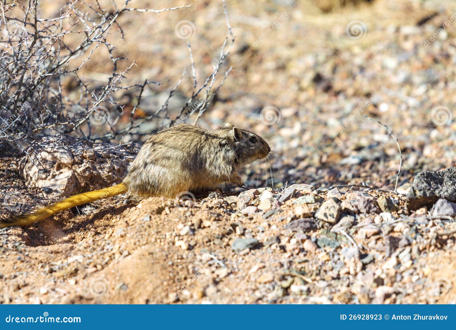 Great gerbil stock image. Image of gerbil, asia, great - 26928923
