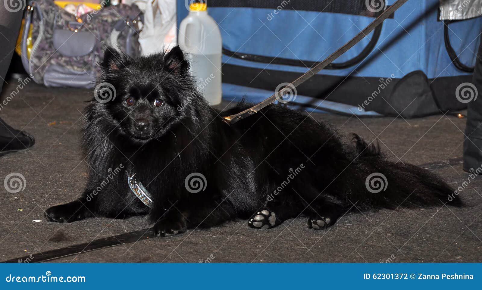 Great German Spitz dog stock photo. Image of mammal, hungry - 62301372
