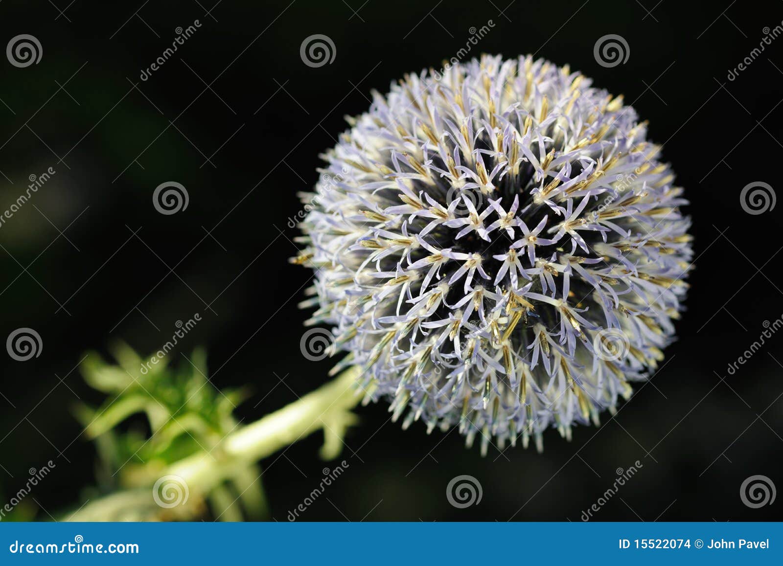 Great Globe Thistle (Echinops Sphaerocephalus) Stock Photo - Image of ...