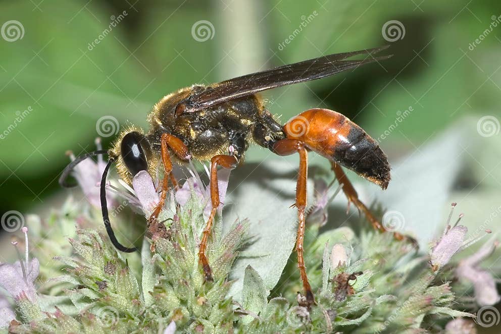 Great Golden Digger stock image. Image of waisted, close - 9395209