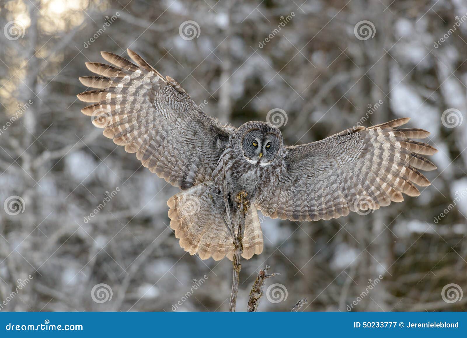Great Gray Owl flying stock image. Image of landing, gray - 50233777