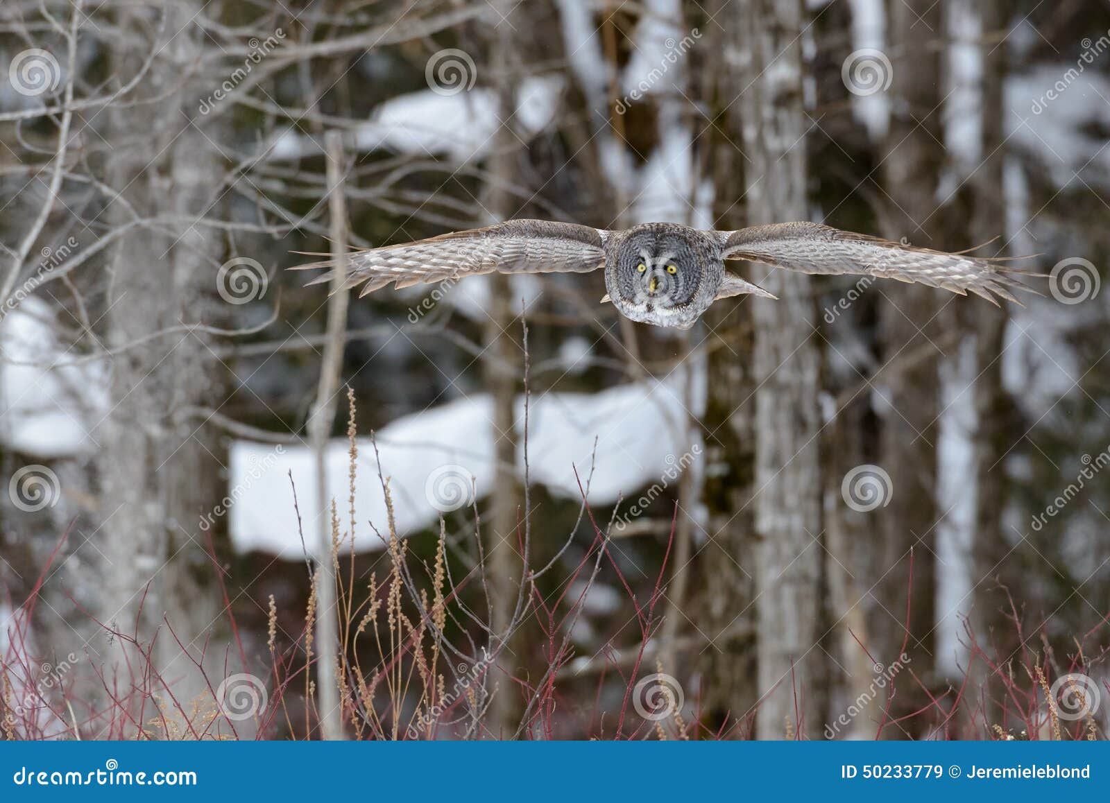 Great Gray Owl flying stock image. Image of animal, flying - 50233779