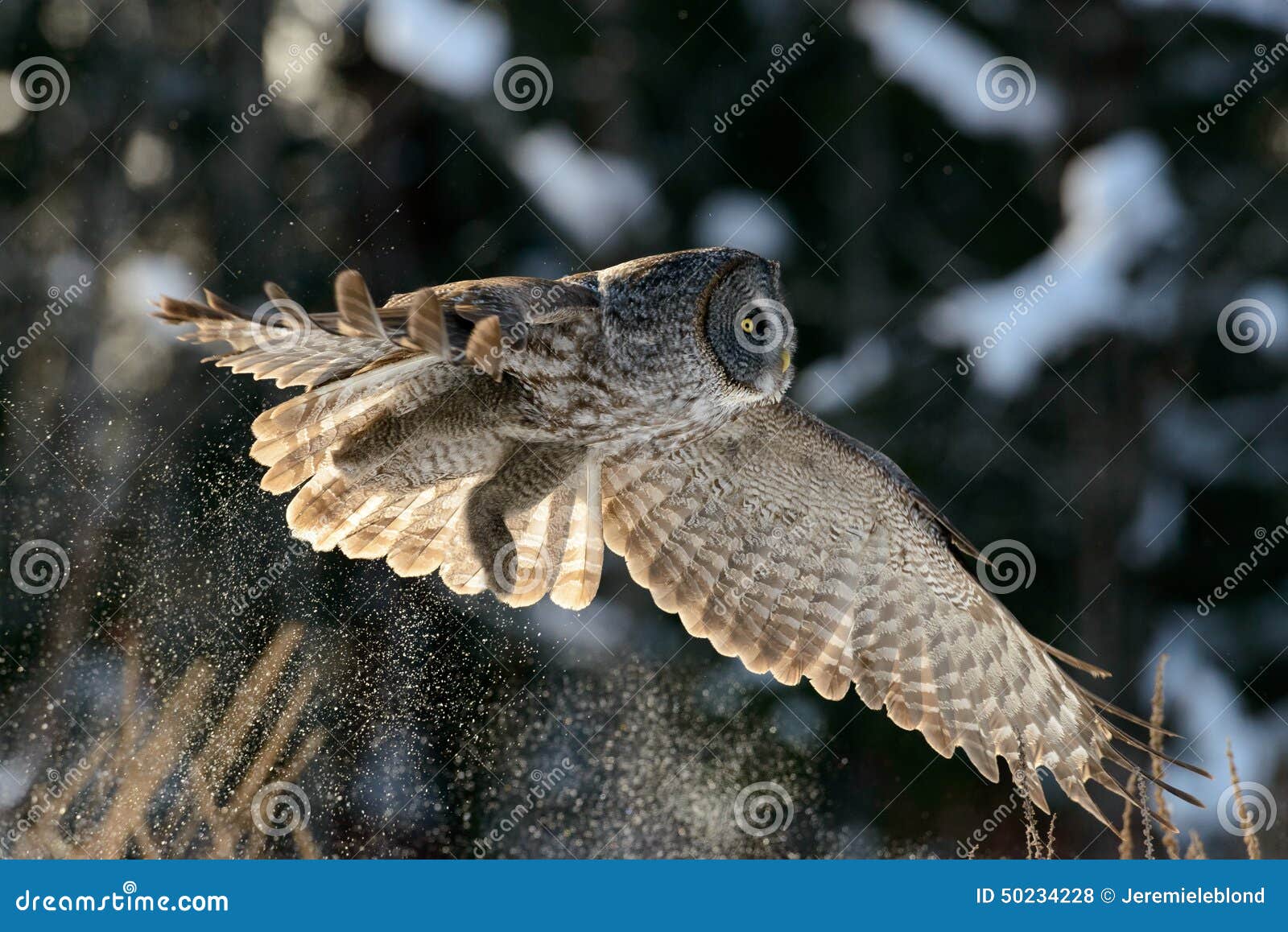 Great Gray Owl flying stock photo. Image of city, quebec - 50234228