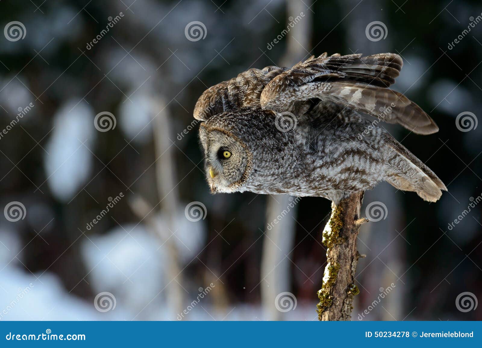 Great Gray Owl flying stock photo. Image of glying, bird - 50234278