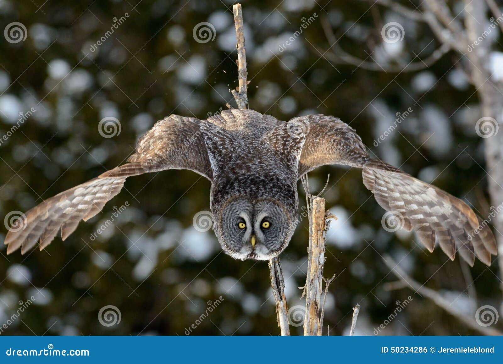 Great Gray Owl flying stock photo. Image of bird, city - 50234286