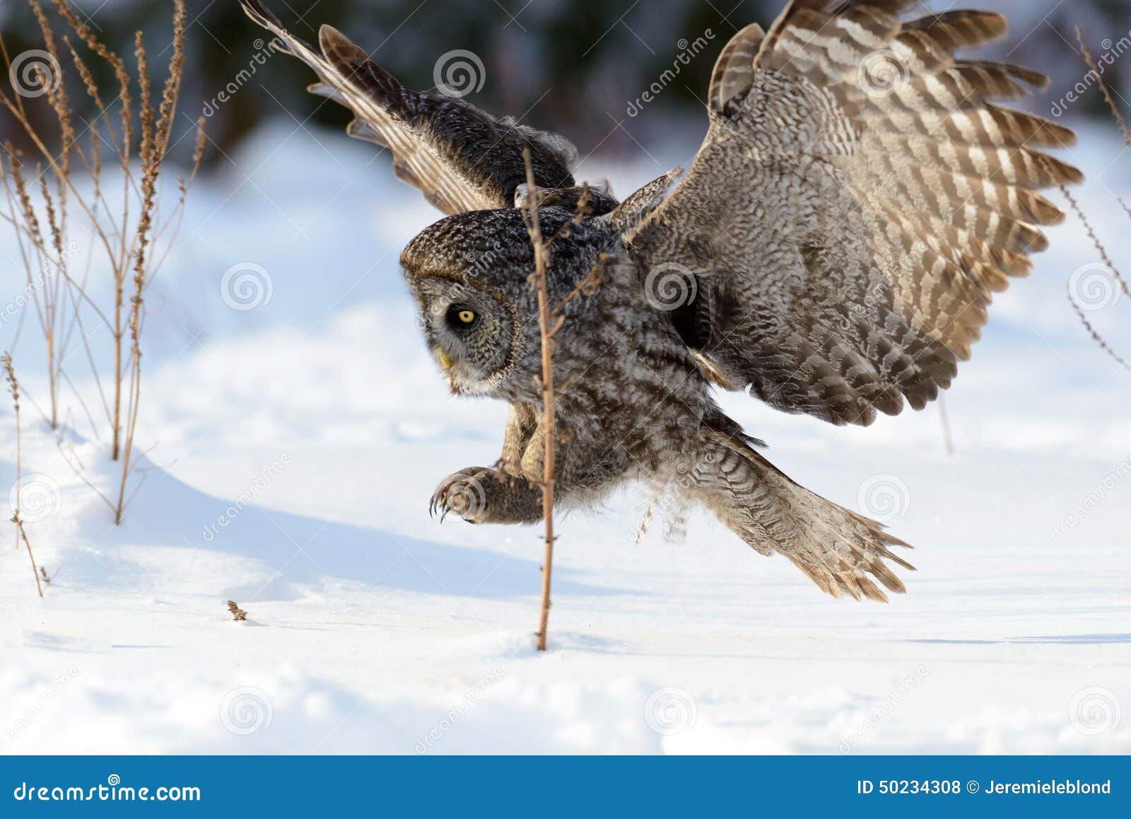 Great Gray Owl flying stock photo. Image of wildlife - 50234308