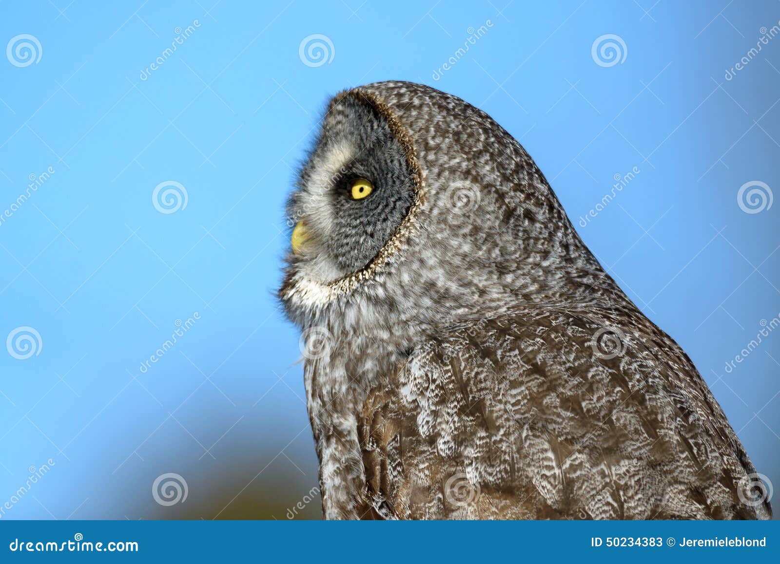 Great Gray Owl flying stock image. Image of great, forest - 50234383
