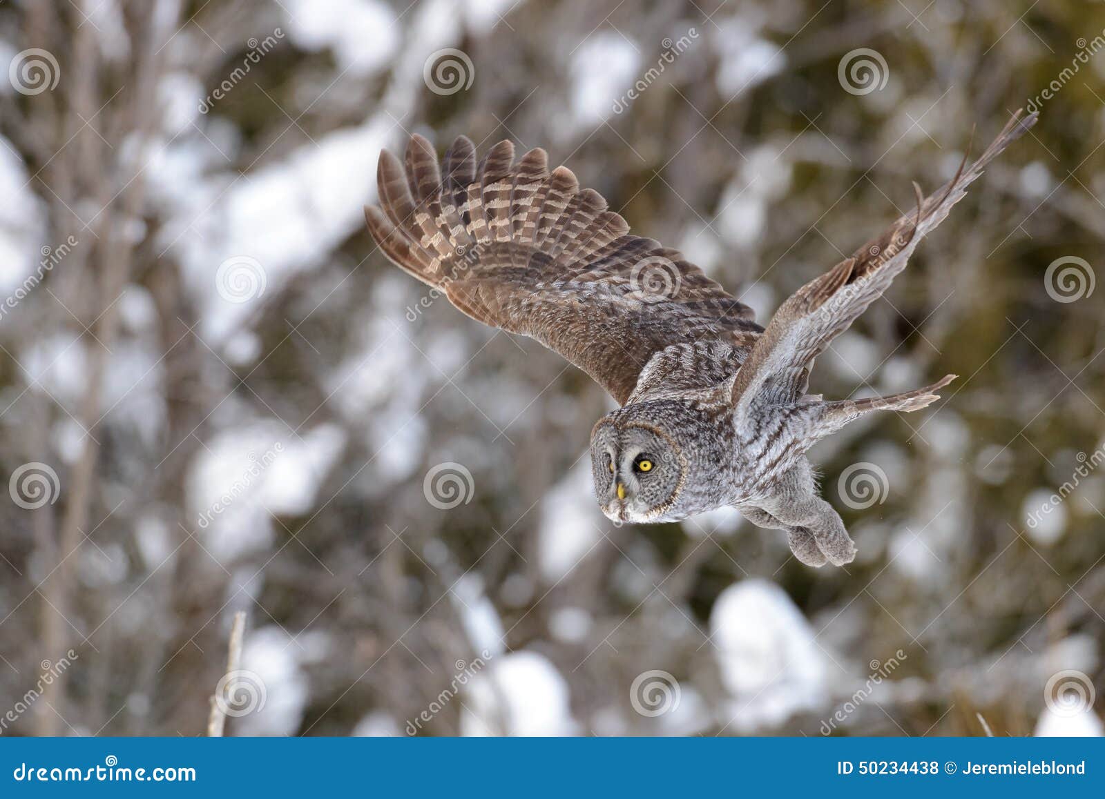 Great Gray Owl flying stock photo. Image of animal, flying - 50234438