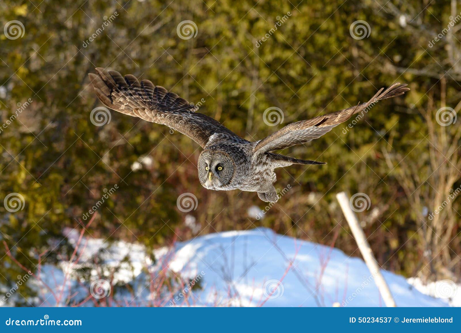 Great Gray Owl flying stock image. Image of canada, great - 50234537