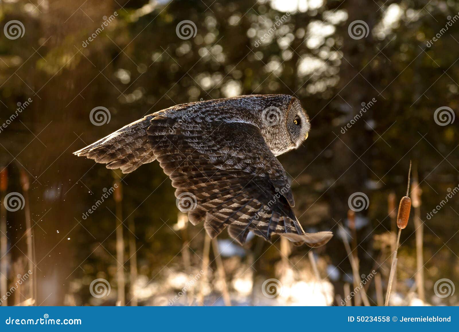 Great Gray Owl flying stock photo. Image of forest, animal - 50234558