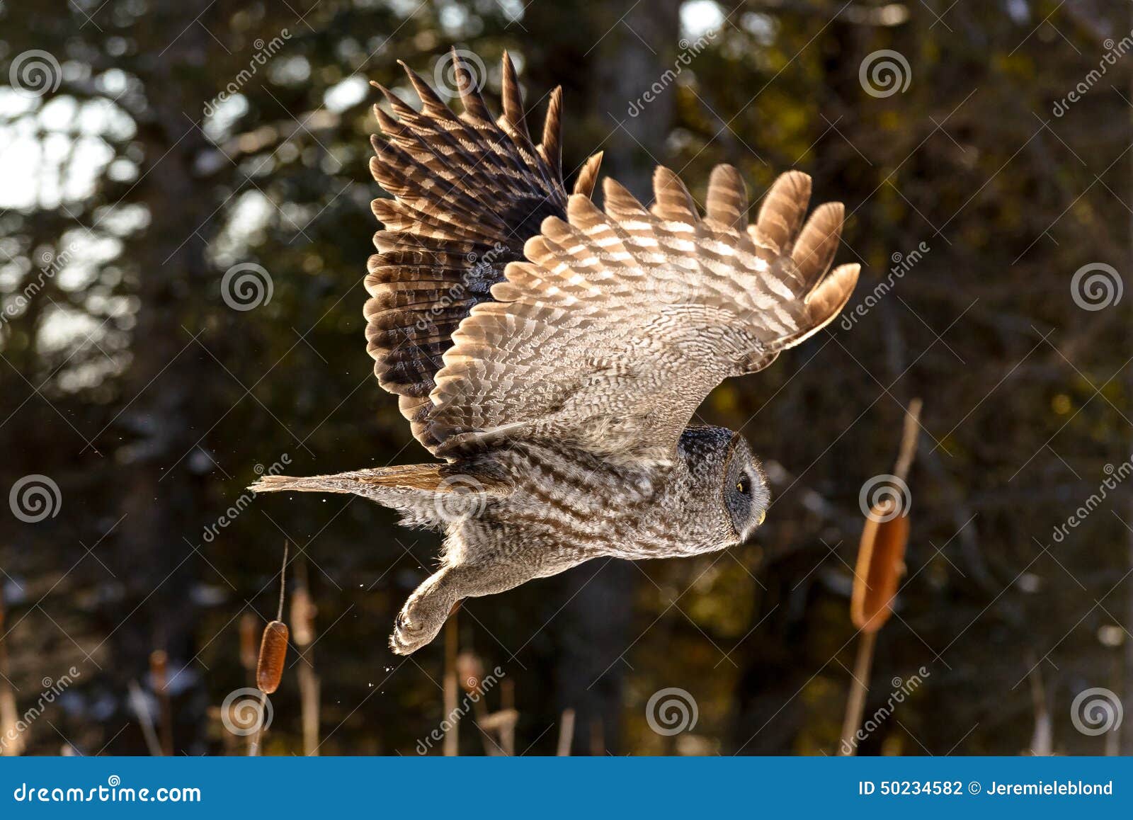 Great Gray Owl flying stock photo. Image of bird, animals - 50234582
