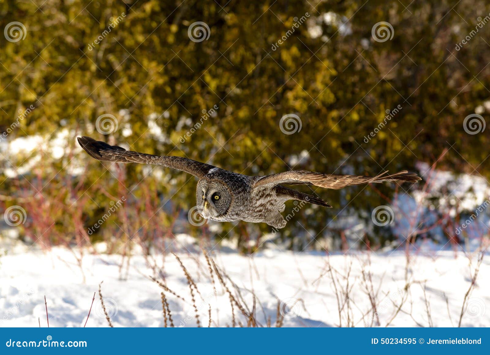 Great Gray Owl flying stock image. Image of animal, city - 50234595