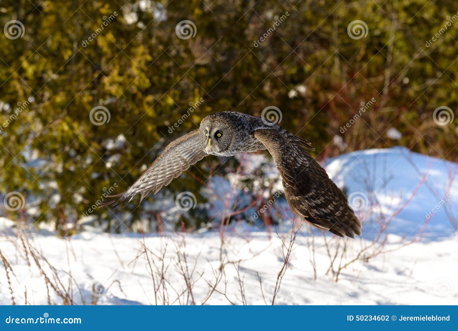 Great Gray Owl flying stock photo. Image of forest, glying - 50234602