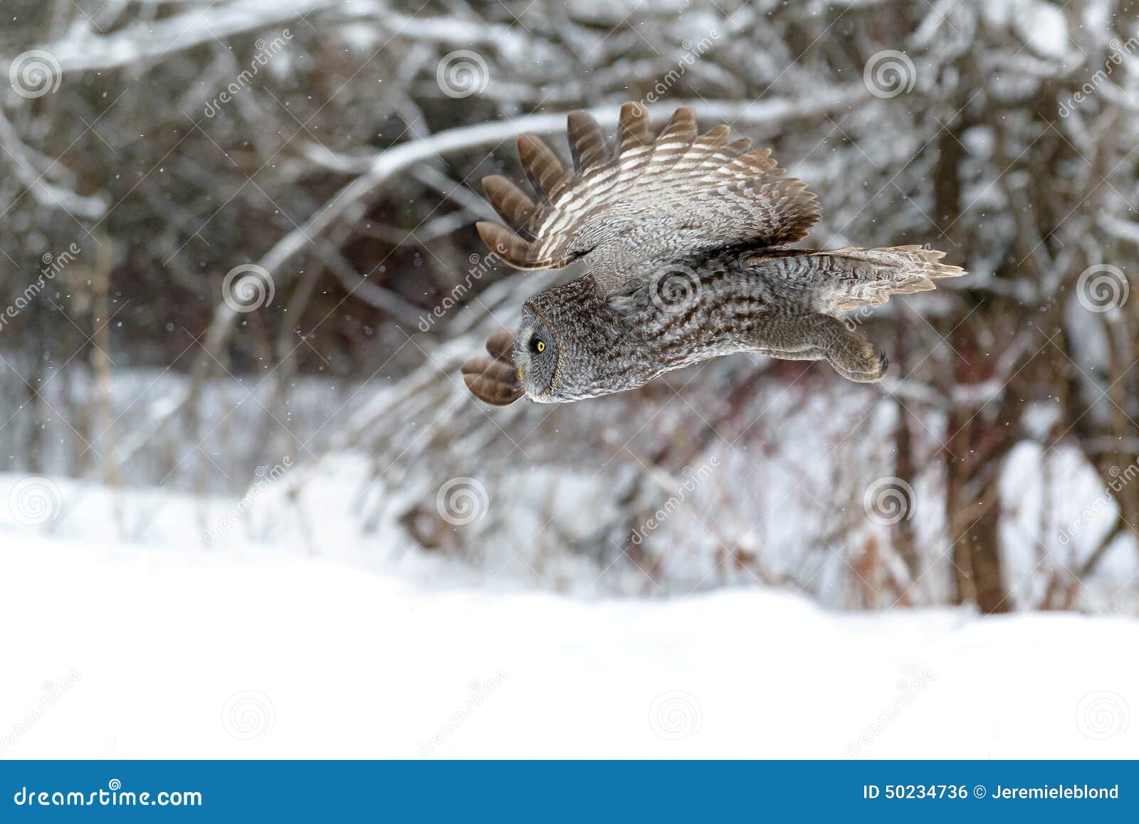 Great Gray Owl flying stock photo. Image of gray, landing - 50234736