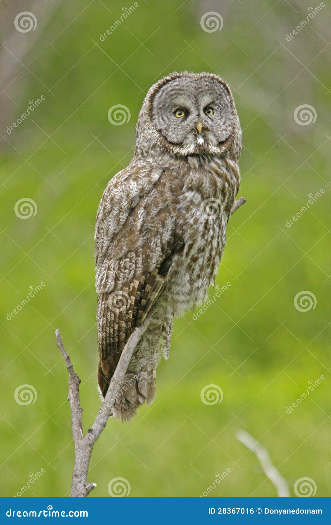 Great Gray Owl (Strix Nebulosa) Stock Photo - Image of animal, face ...