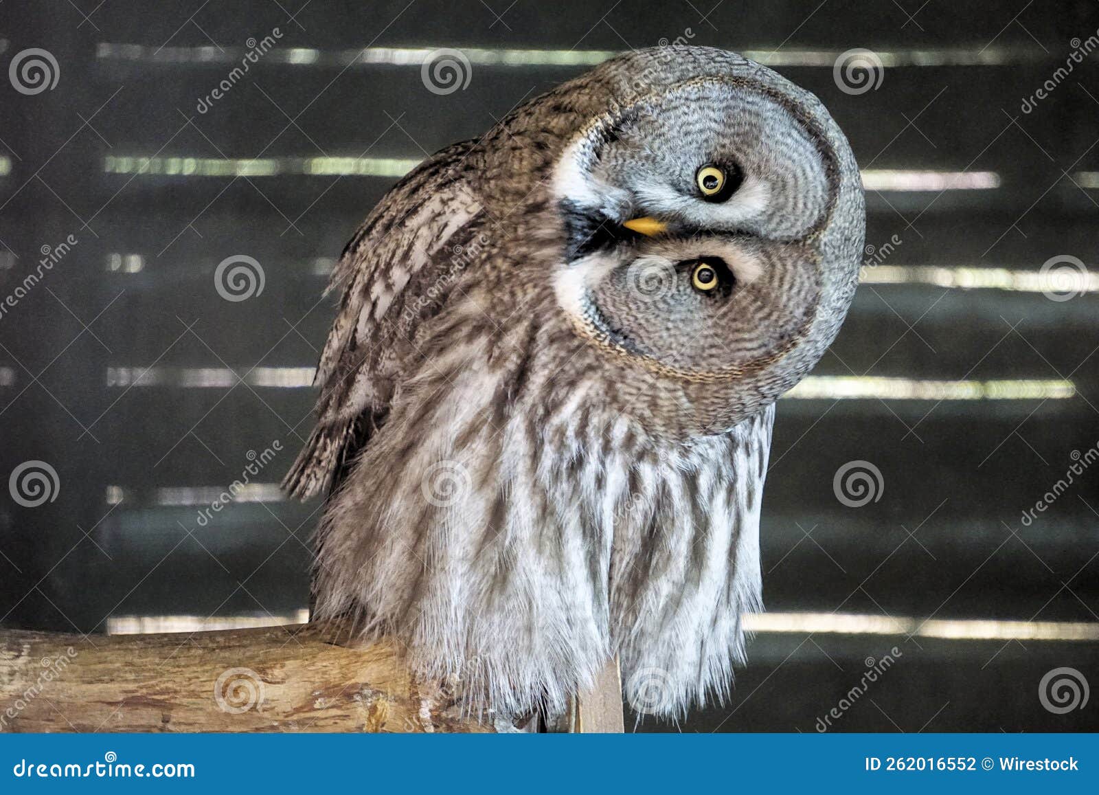 Great Gray Owl Tilting Its Head on a Branch Stock Photo - Image of gaze ...