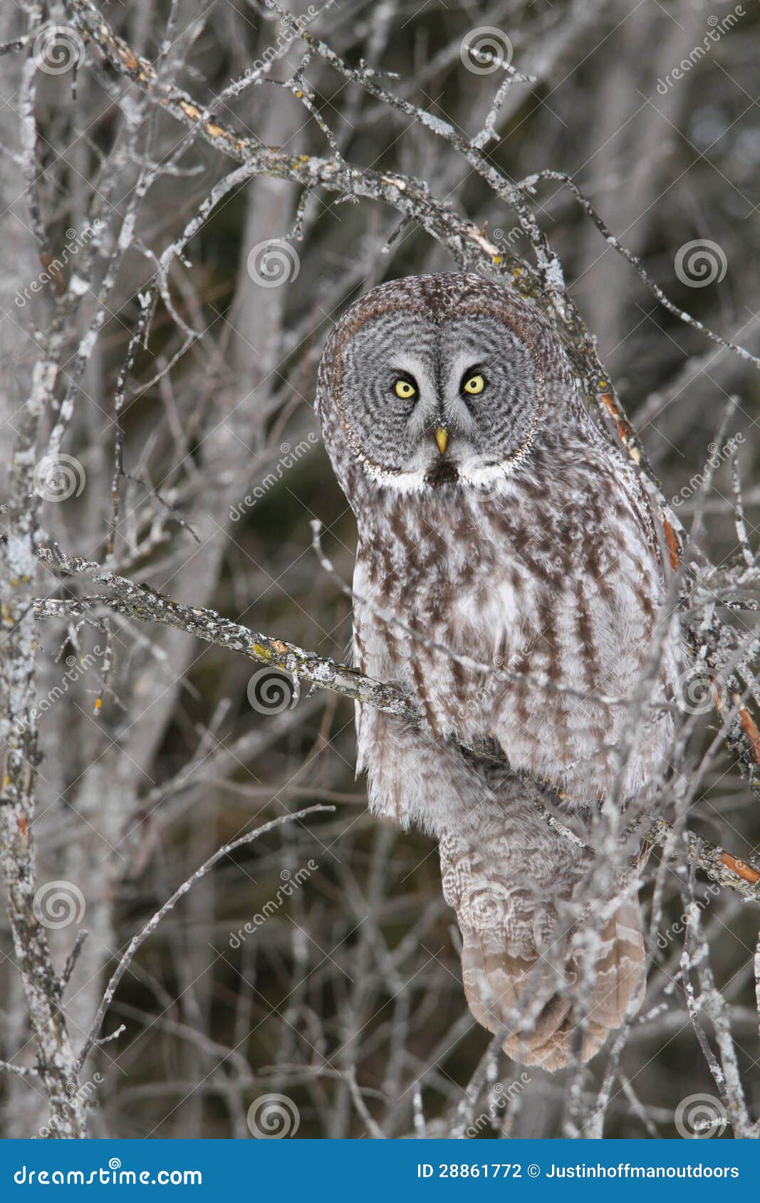 Great Gray Owl in Tree stock photo. Image of bird, perched - 28861772