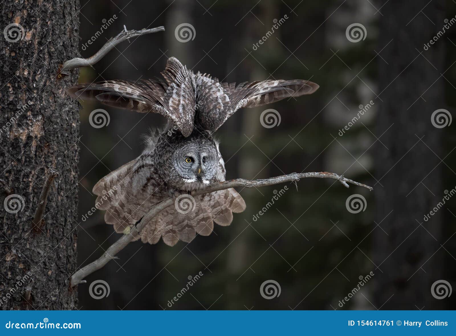 Great Gray Owl on a Tree Branch Stock Image - Image of eagle, fence ...