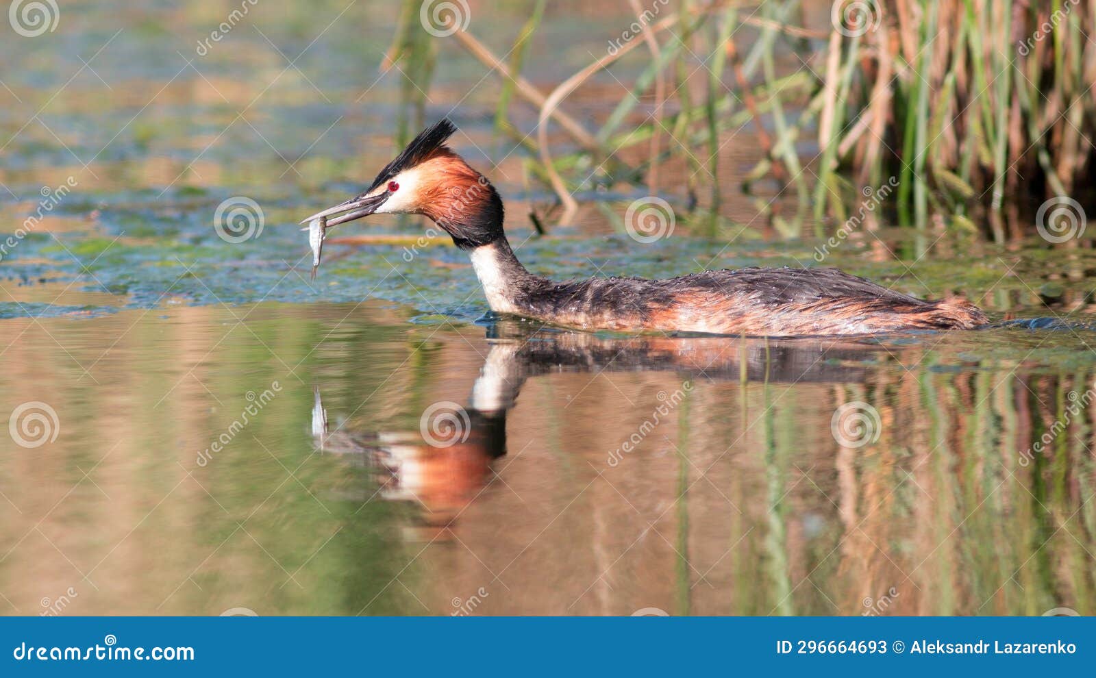 Great Grebe Carries Caught Fish To Its Chicks Stock Image - Image of ...
