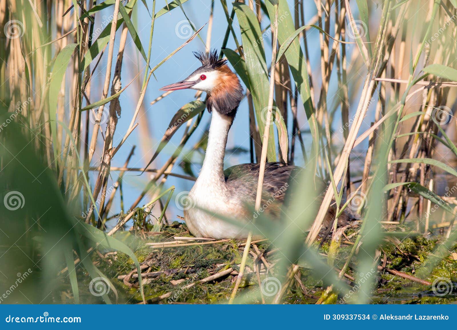 Great Grebe Duck Sits on a Nest Hatching Eggs Stock Photo - Image of ...