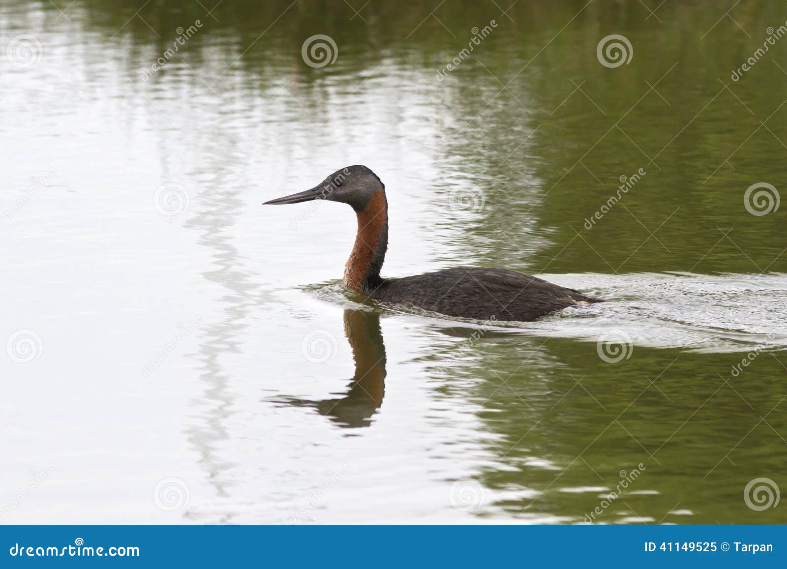 A Great Grebe Swims On The Lake`s Surface In The Midlle Of Lake Grass ...