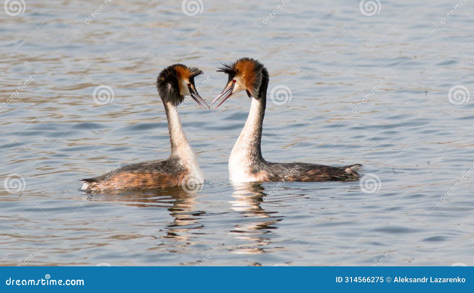 Great Grebe Performs a Mating Dance on a Lake during the Nesting Season ...