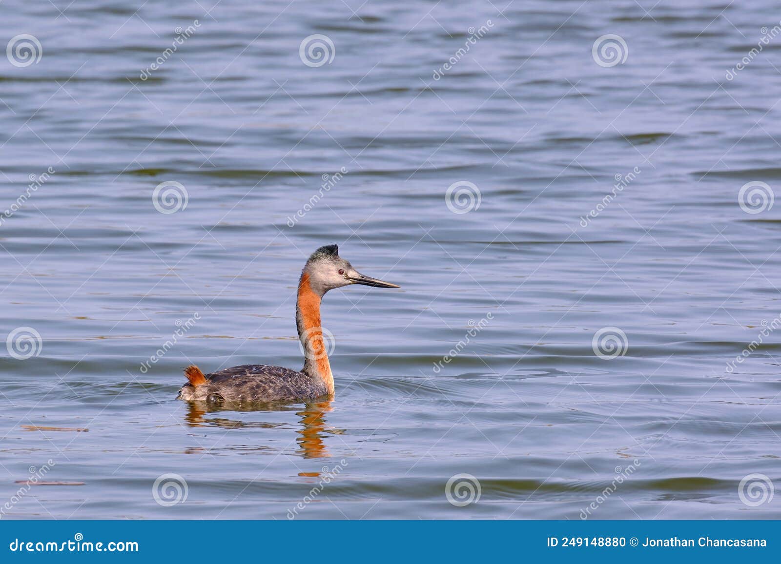 Great Grebe Podiceps major stock photo. Image of fine - 249148880