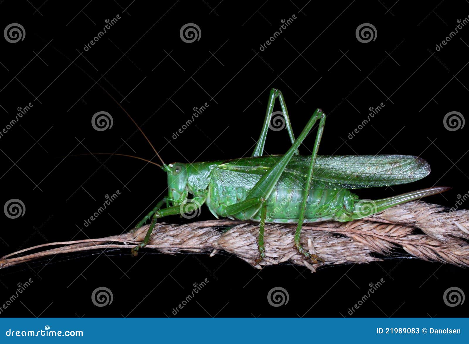Great Green Bush-Cricket stock image. Image of female - 21989083